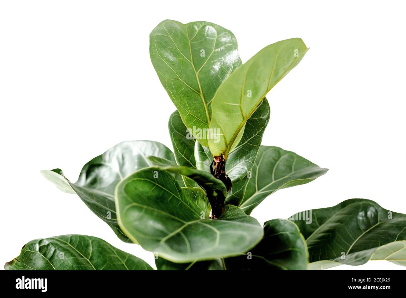Home plant green leaf ficus benjamina, elastica on a white background ...