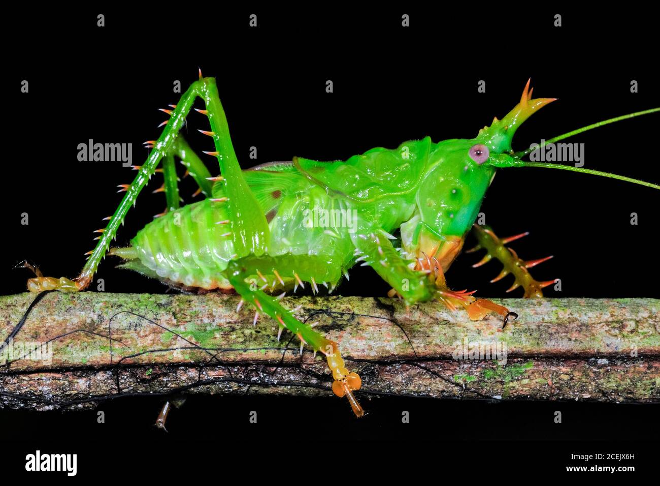 Spiny Katydid, Panacanthus cuspidatus (Tettigoniidae), Yasunì National ...