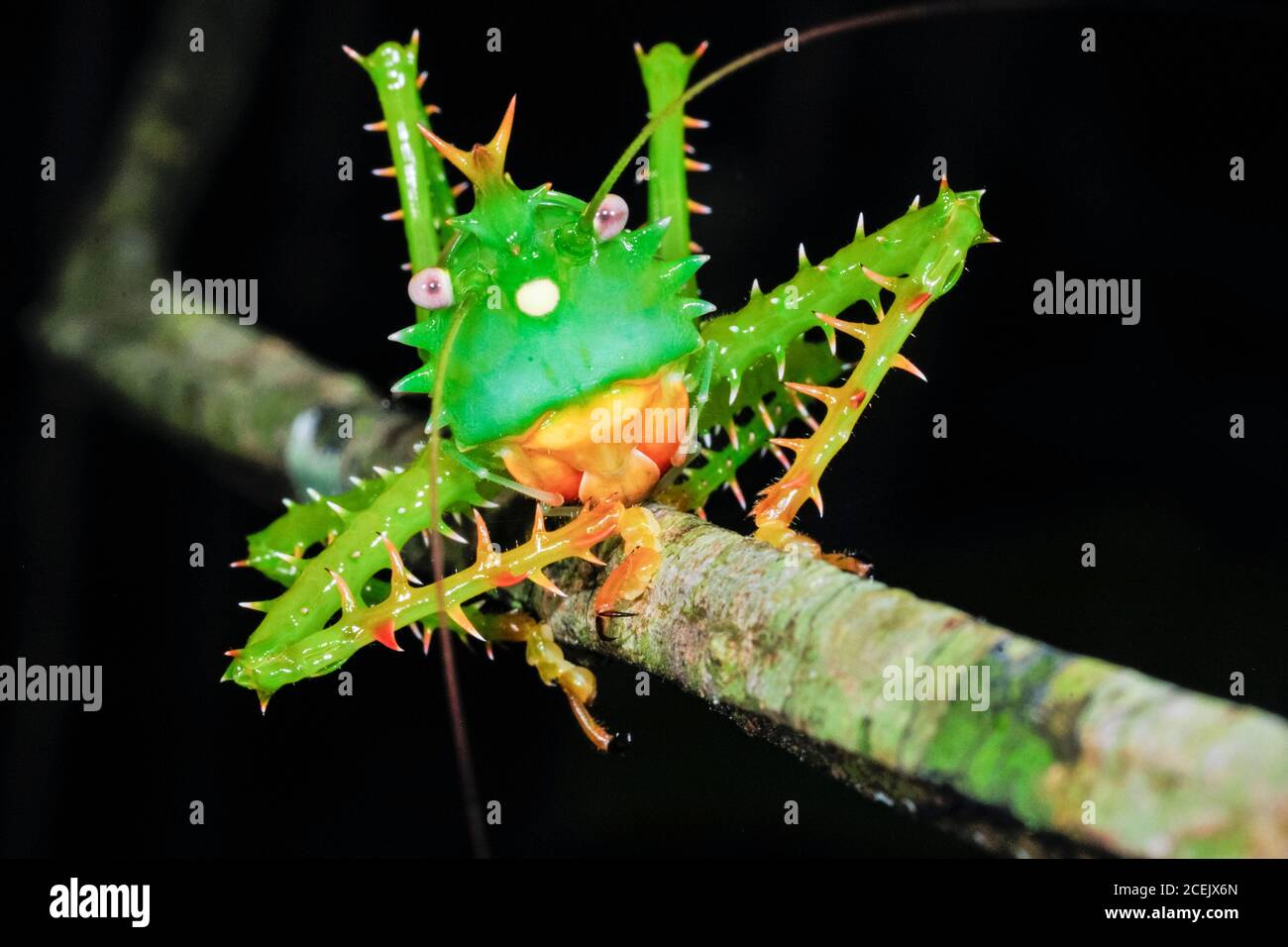 Spiny Katydid, Panacanthus cuspidatus (Tettigoniidae), Yasunì National ...