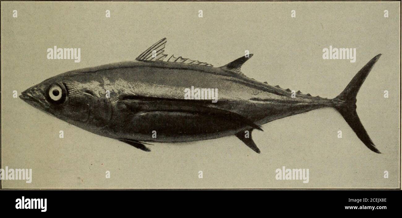 Long finned tuna hi-res stock photography and images - Alamy