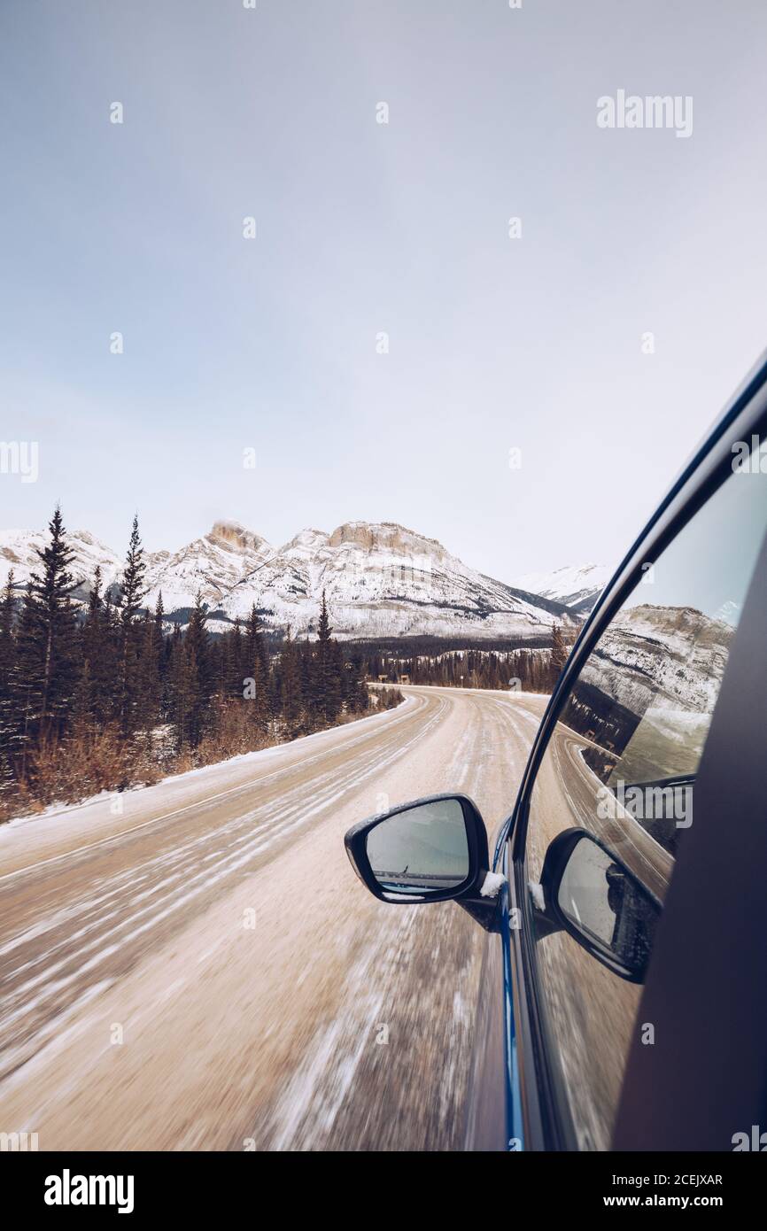 Clean pickup with people driving on Canadian forest road with many firs ...