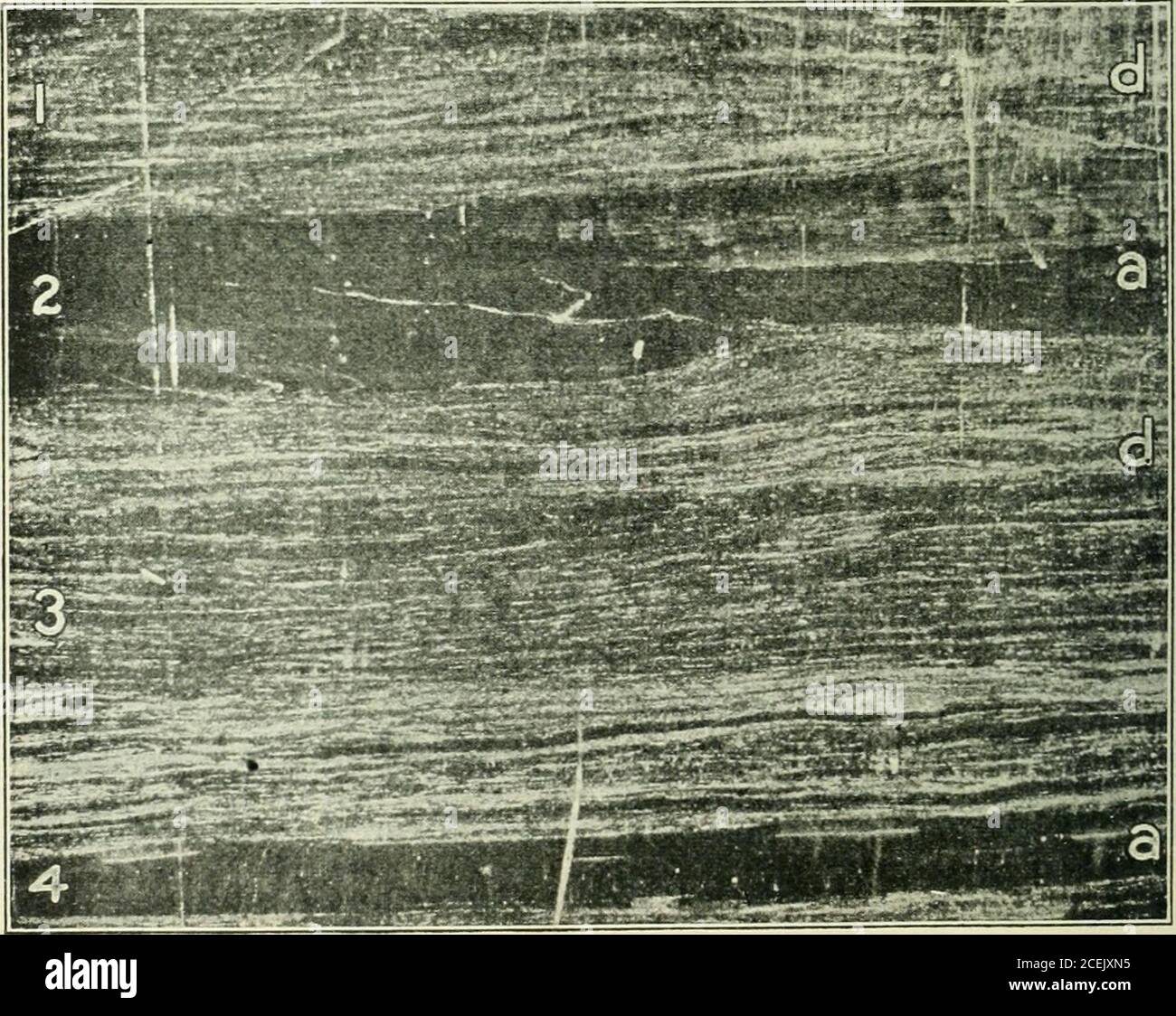 . Bulletin. A. OPAQUE CROSS SECTION OF THIN LAMINAE, COAL FROM ZEIGLER ...