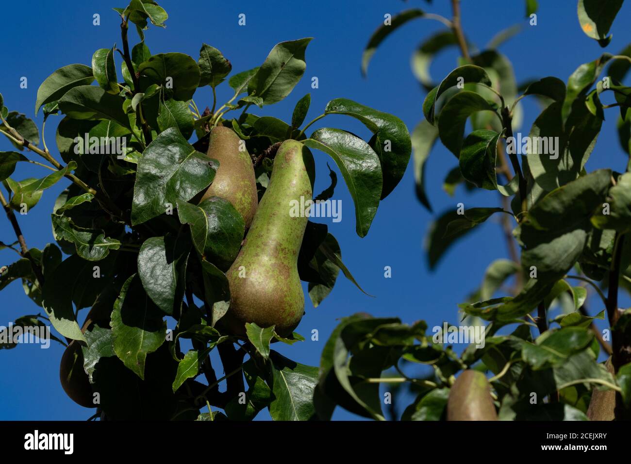 Conference pears ripening on a pear tree in Yorkshire, England Stock ...