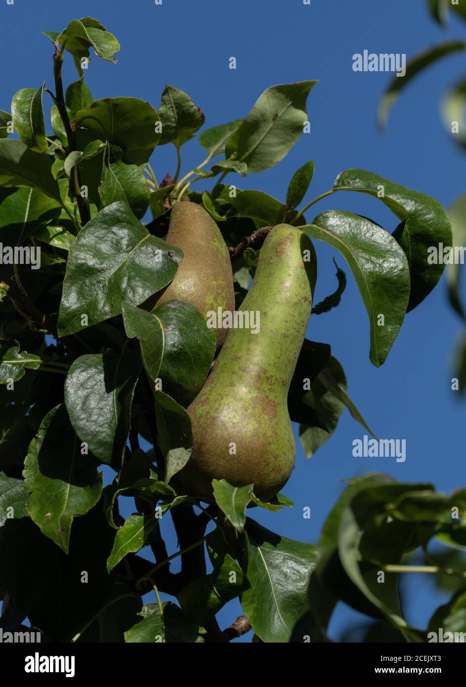 Conference pear tree hi-res stock photography and images - Alamy