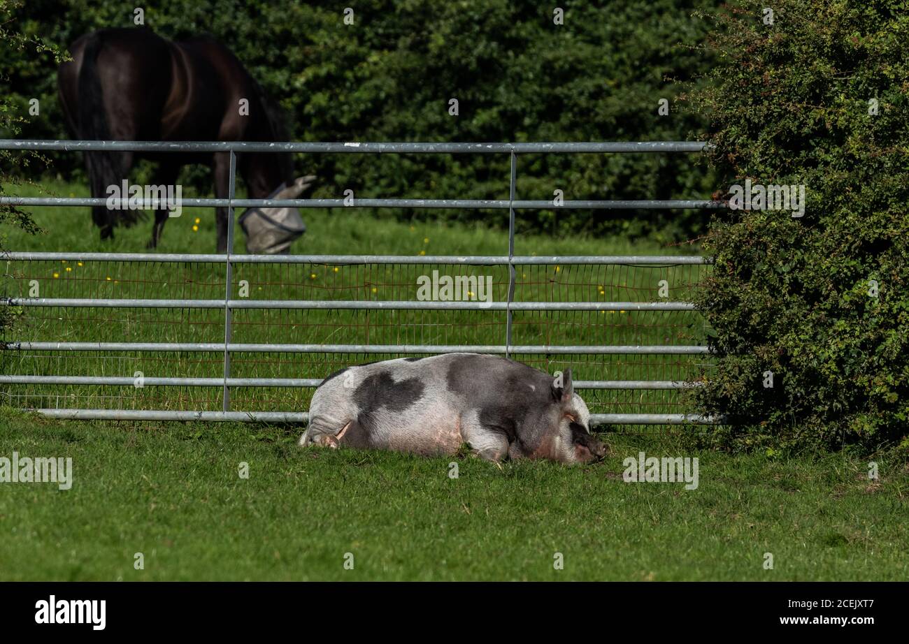 Pig behind gate hi-res stock photography and images - Alamy