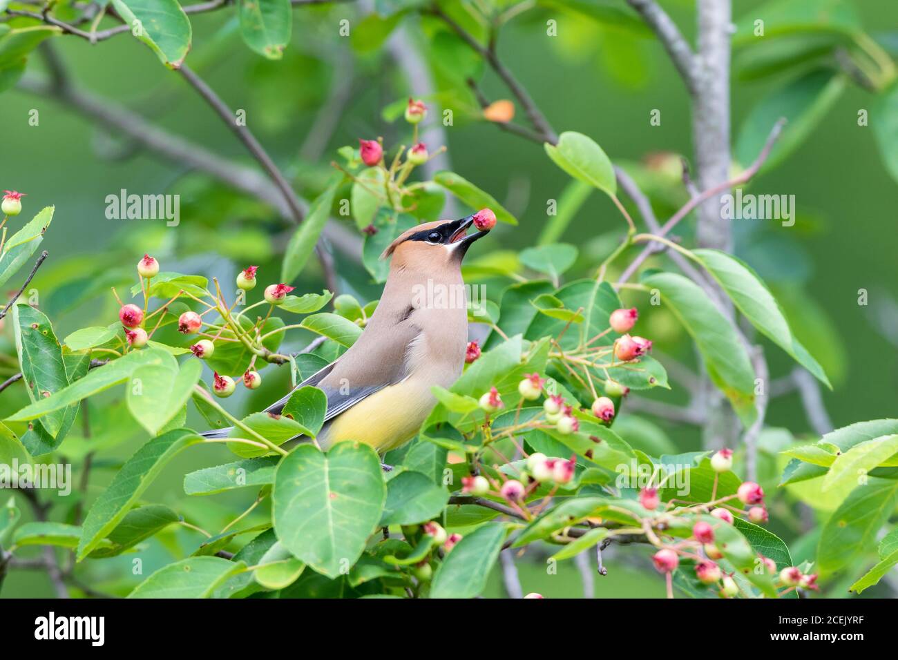 01415-04112 Cedar Waxwing (Bombycilla cedrorum) eating berry in ...