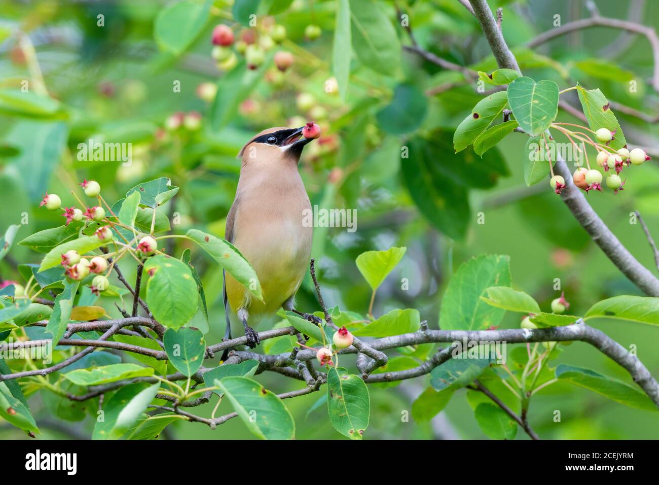 01415-04116 Cedar Waxwing (Bombycilla cedrorum) eating berry in ...