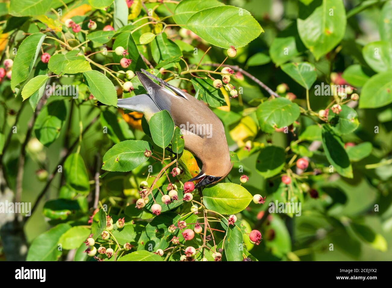 01415-04118 Cedar Waxwing (Bombycilla cedrorum) eating berry in ...