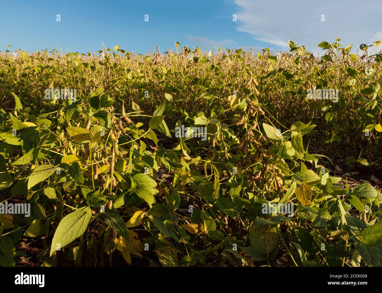 Green soybean field hi-res stock photography and images - Alamy