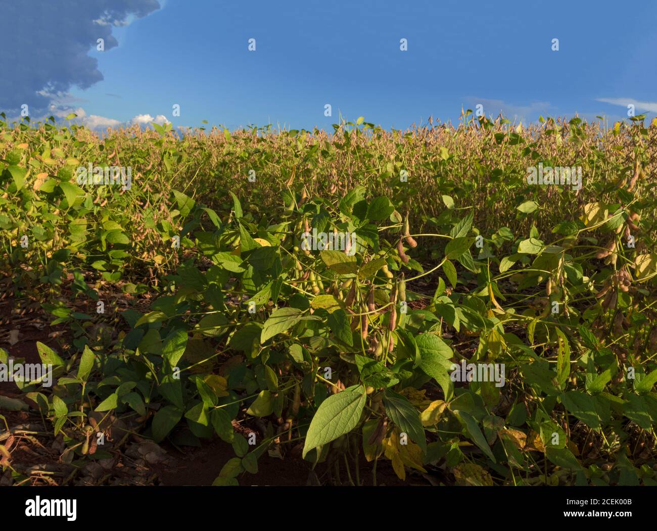 Agricultural green soybean field landscape, on sunny day background ...