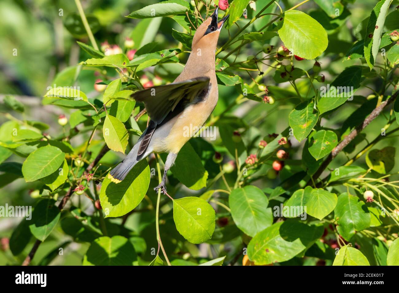 01415-04120 Cedar Waxwing (Bombycilla cedrorum) eating berry in ...