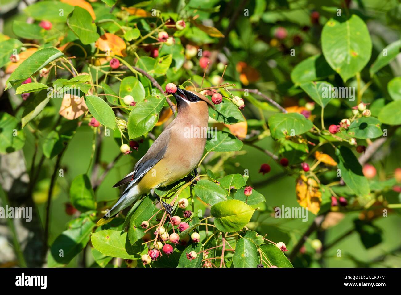 Serviceberry tree hi-res stock photography and images - Alamy