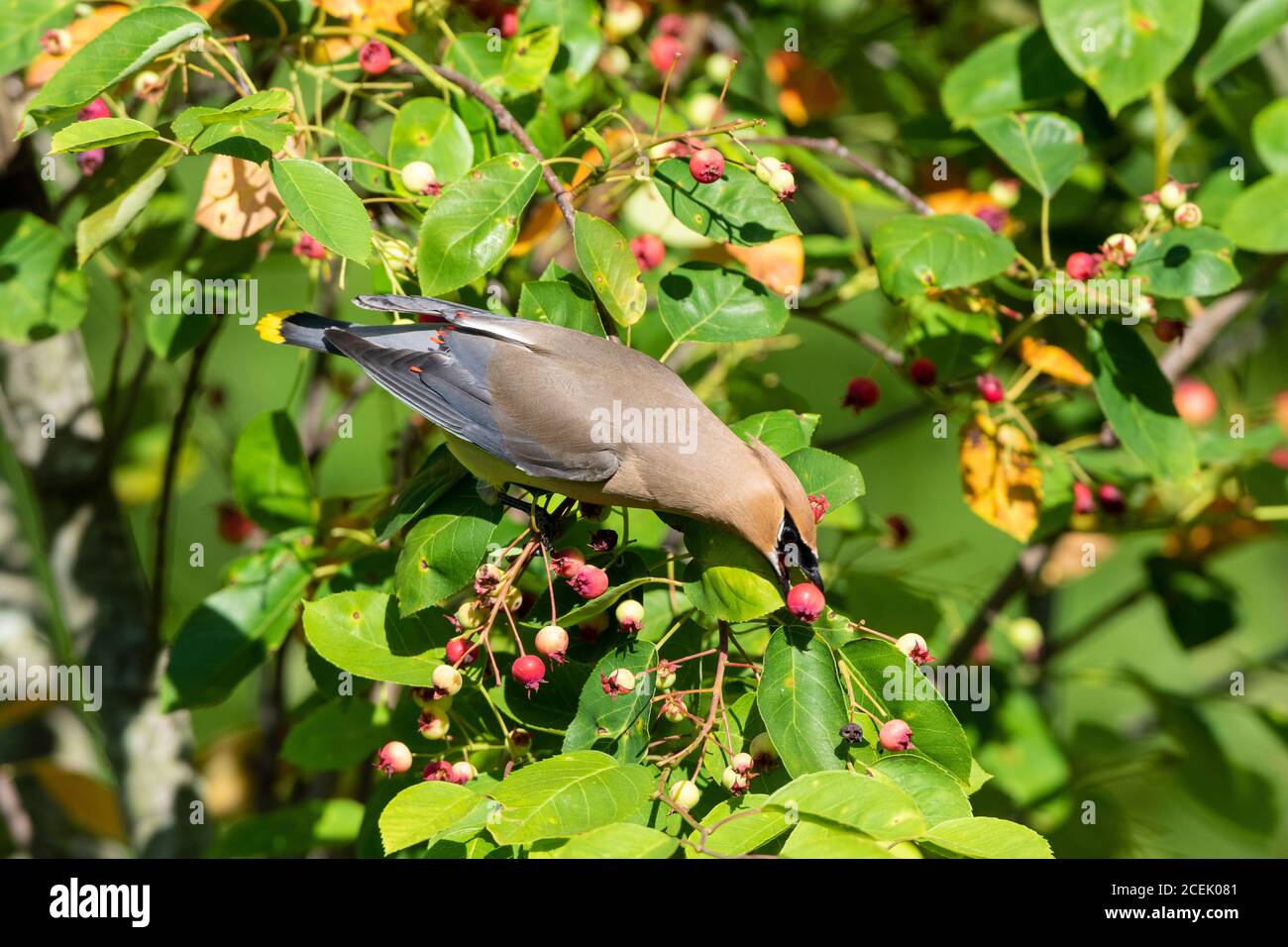 Serviceberry tree hi-res stock photography and images - Alamy