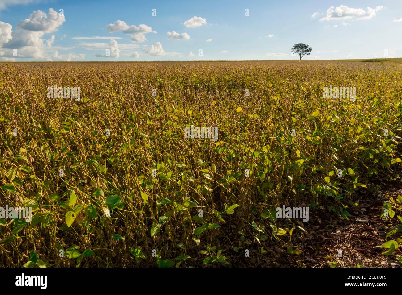 Soybean plant cultivation hi-res stock photography and images - Alamy