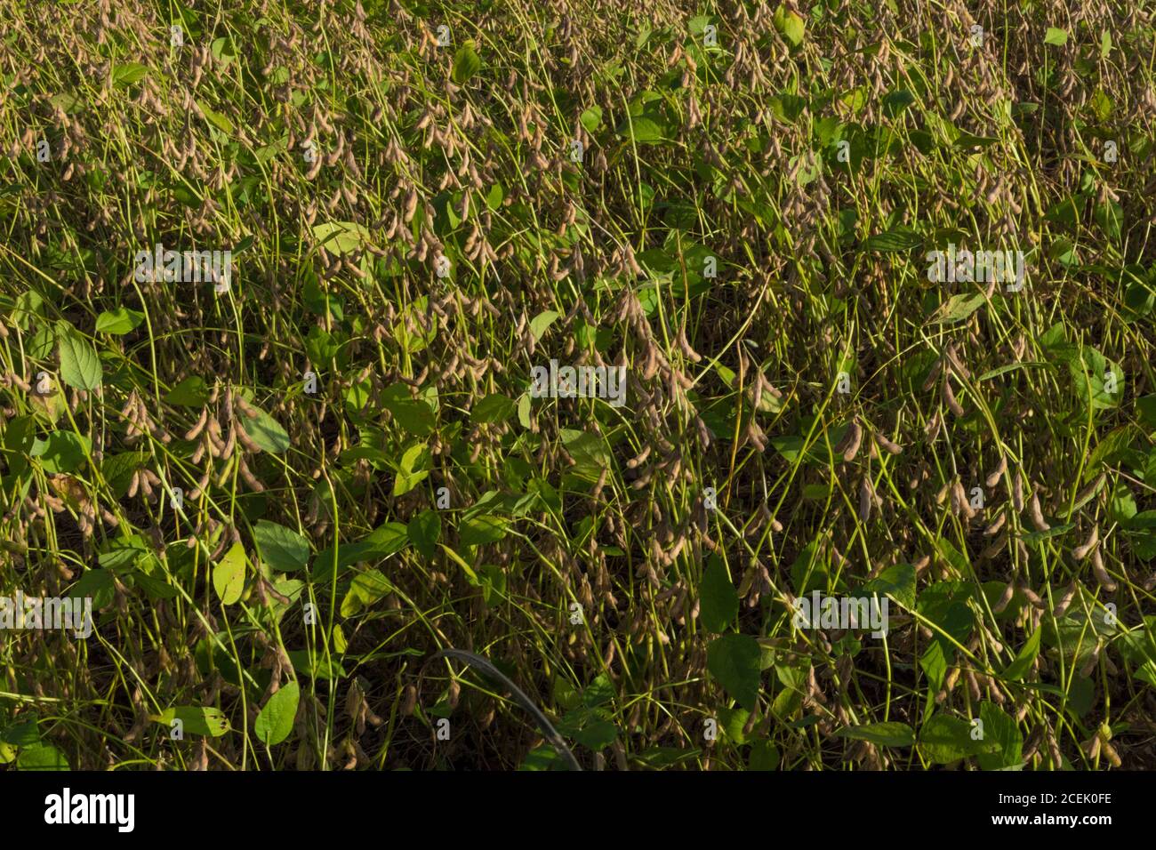 Soy harvest argentina hi-res stock photography and images - Alamy