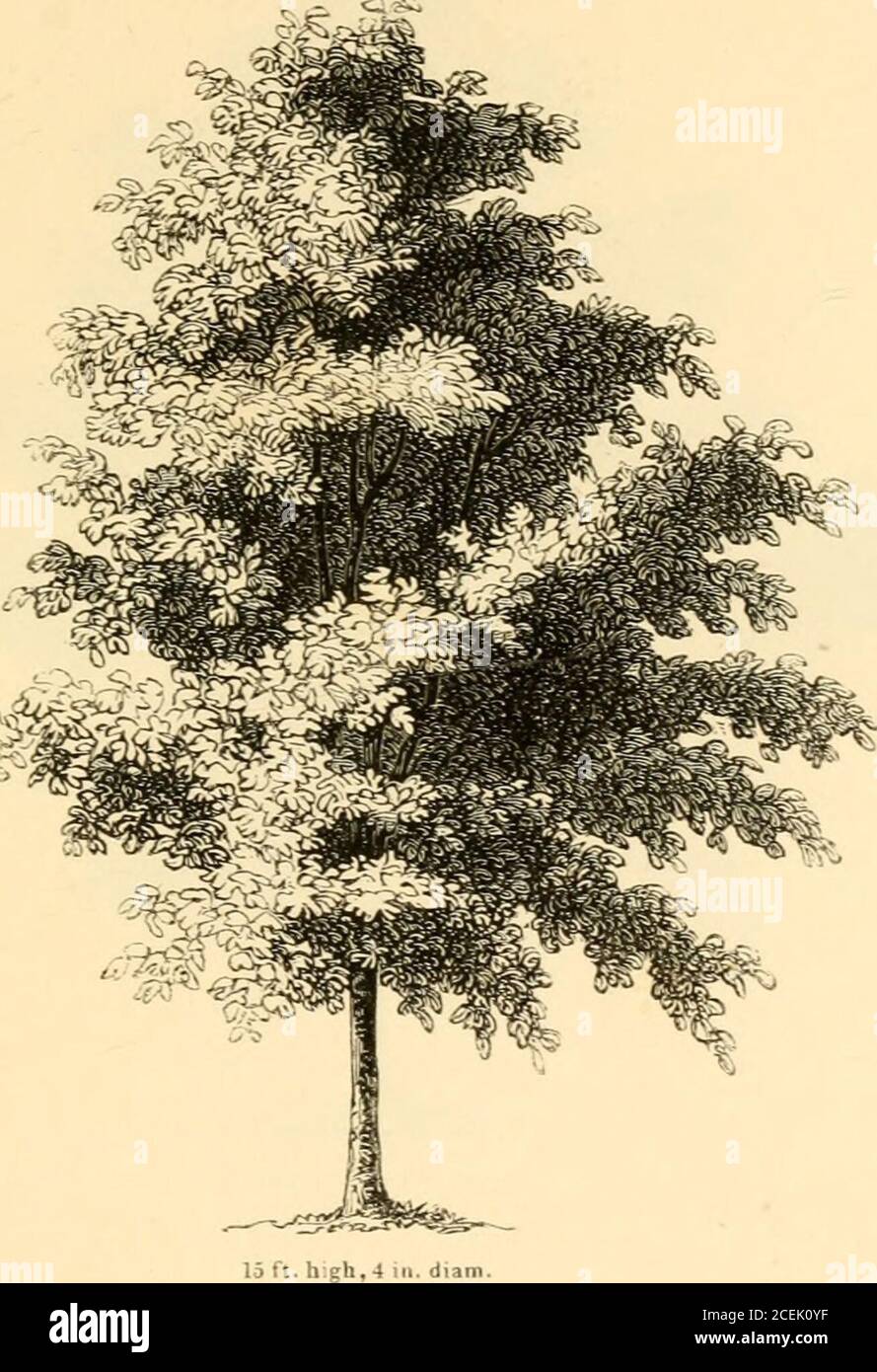 . Arboretum et fruticetum britannicum; or, The trees and shrubs of ...