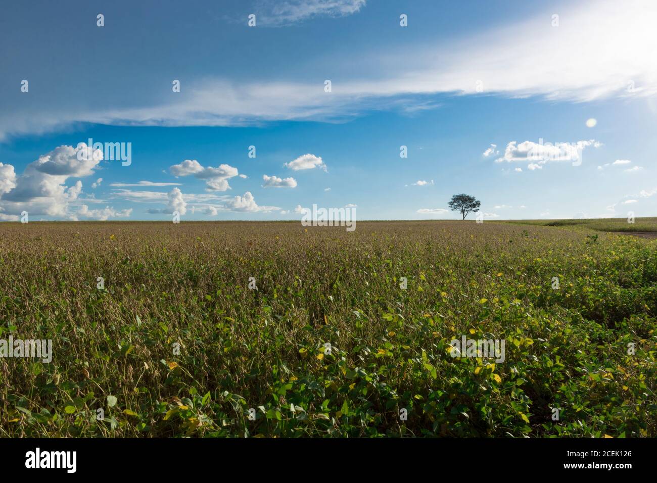 Soybean plant cultivation hi-res stock photography and images - Alamy