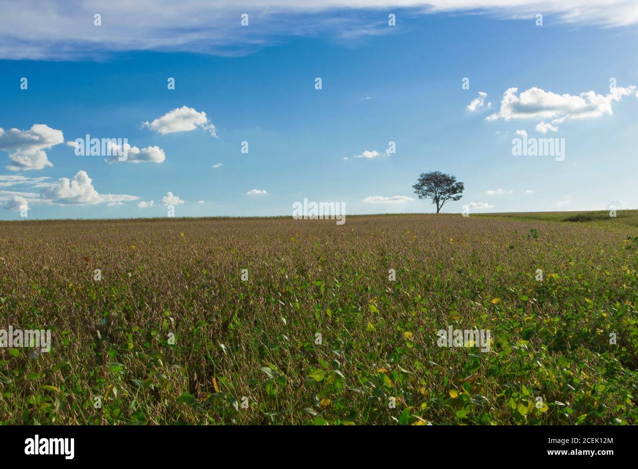 Soybean plant cultivation hi-res stock photography and images - Alamy