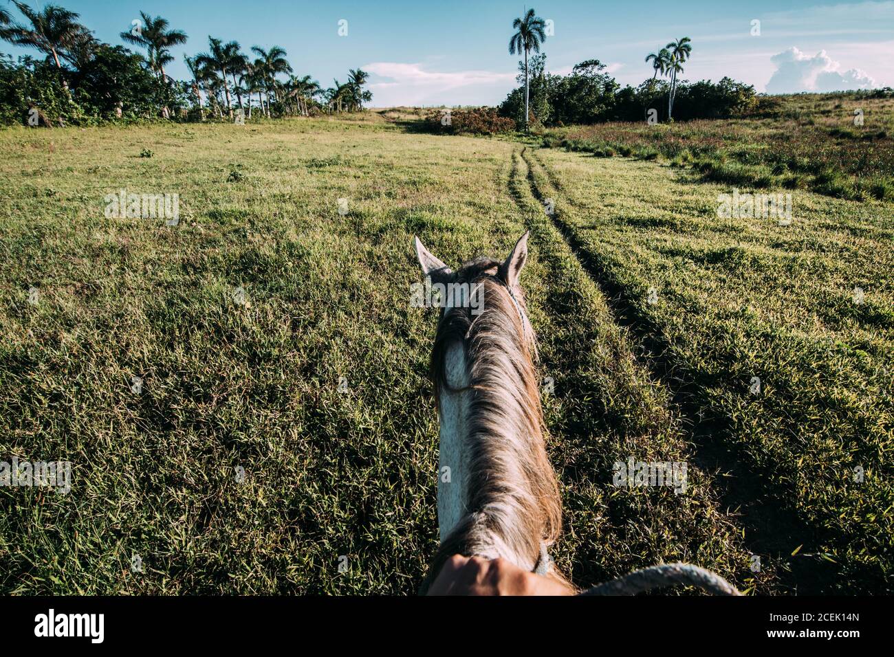 Riding crop horse hi-res stock photography and images - Alamy