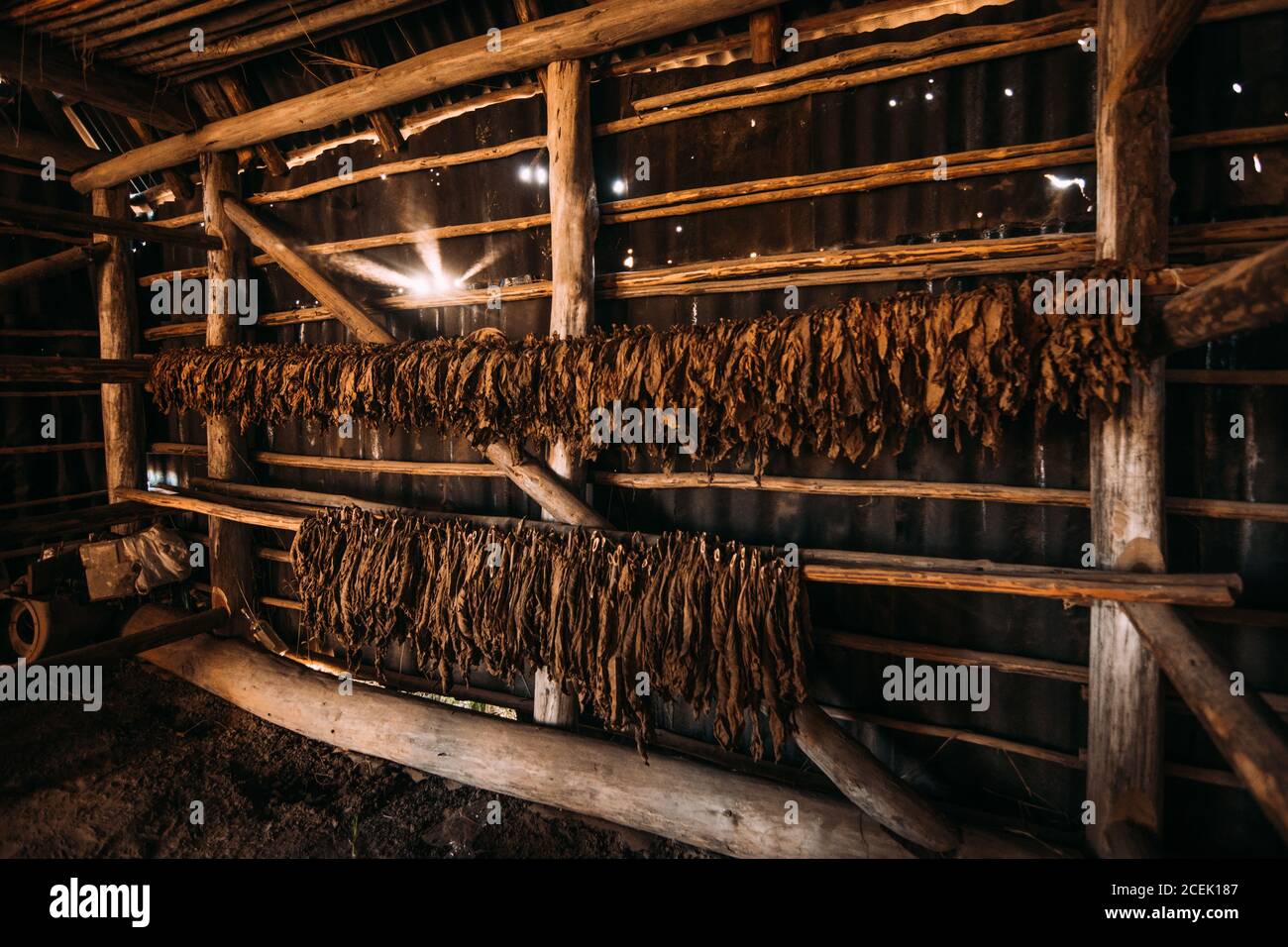 Interior of wooden barn with rows of tobacco drying in natural way on ...