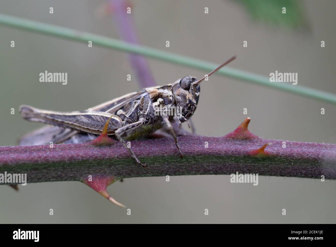 Mottled grasshopper uk hi-res stock photography and images - Alamy