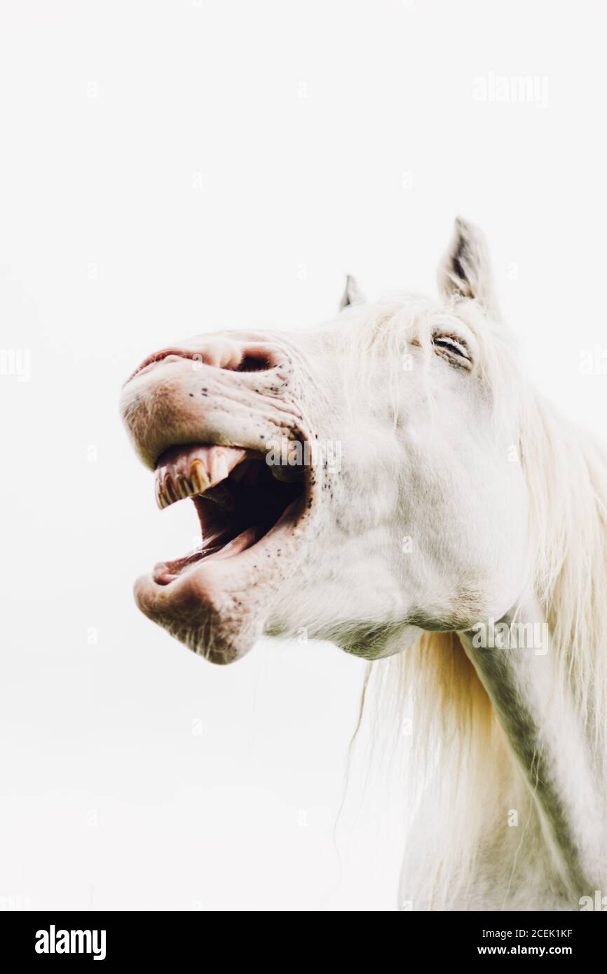 Nickering white horse with opened mouth Stock Photo - Alamy