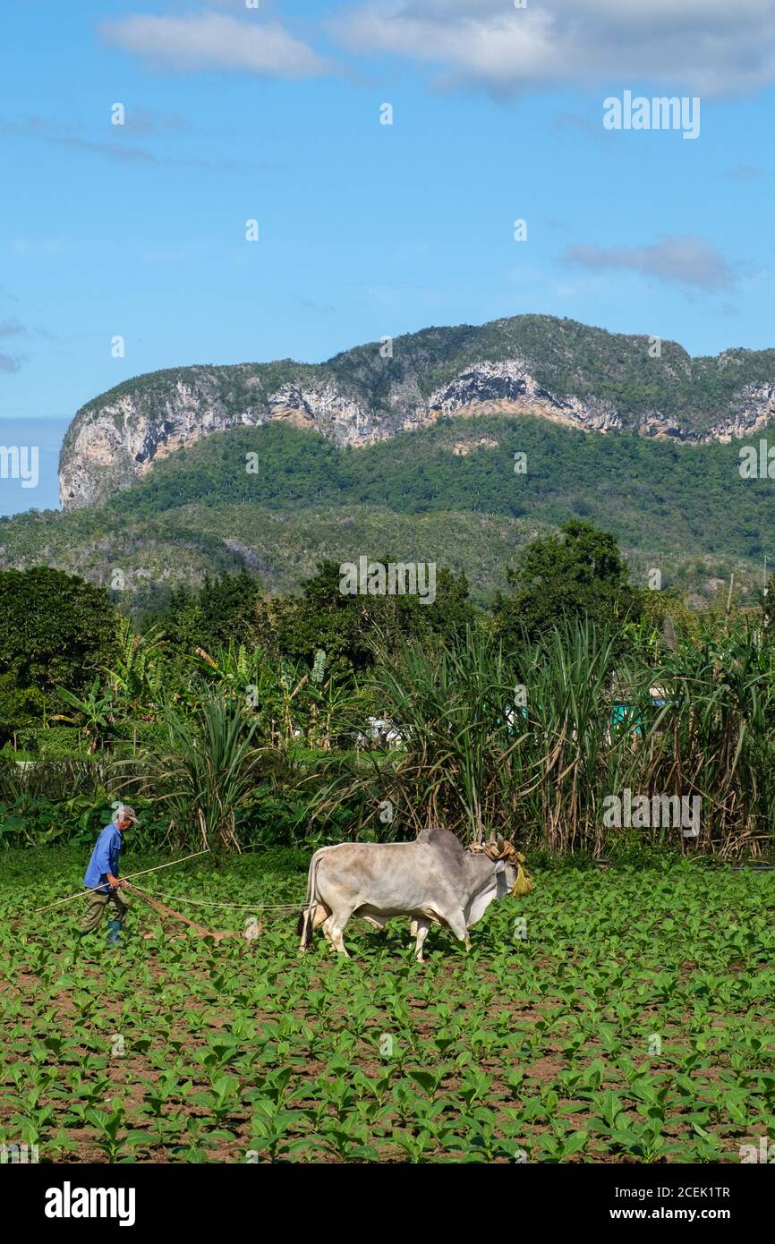 Cigar fields hi-res stock photography and images - Alamy