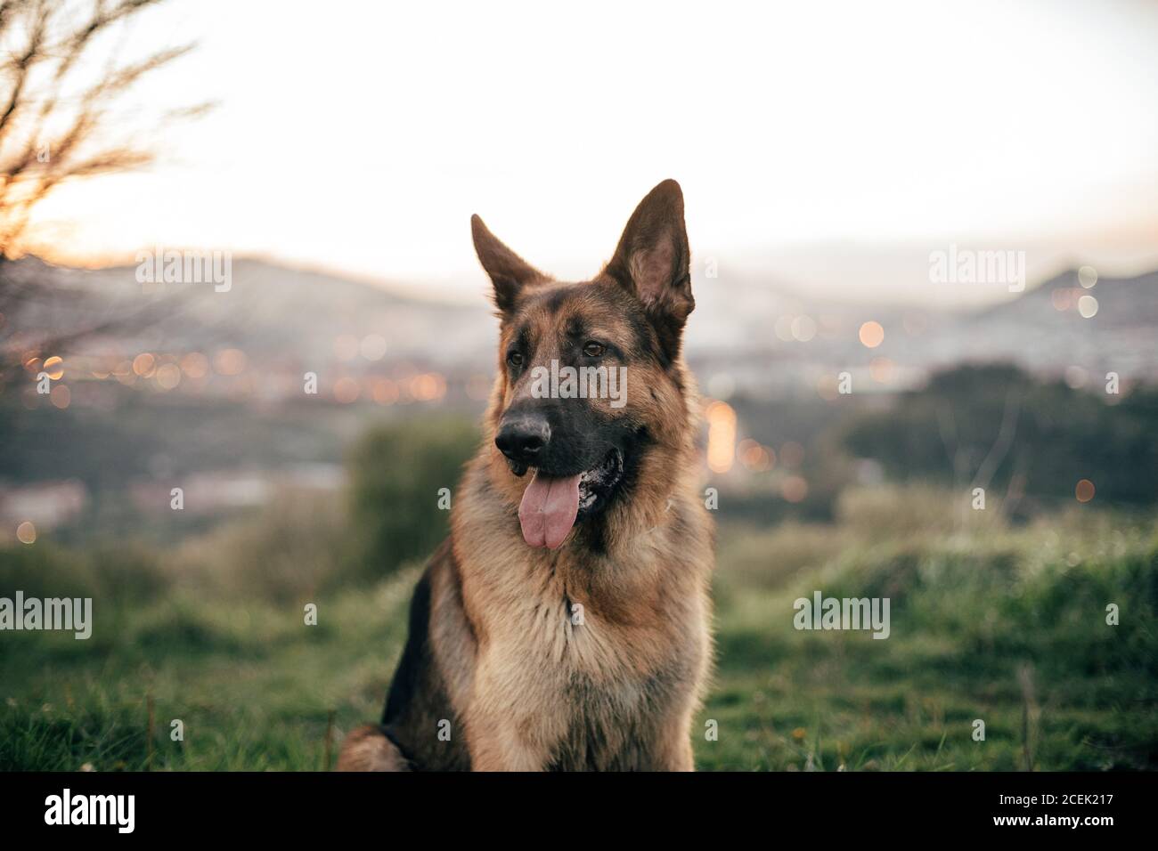 Funny dog standing in hi-res stock photography and images - Alamy