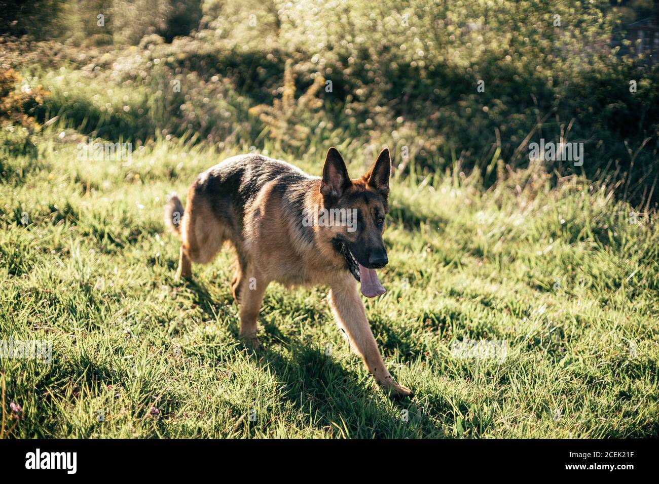 Funny dog standing in field Stock Photo - Alamy