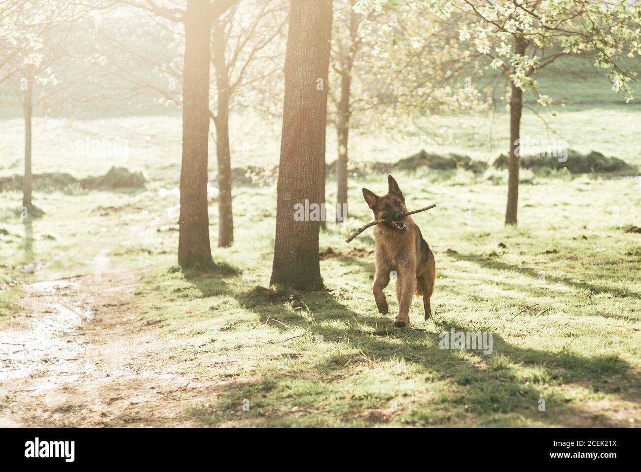 Funny dog standing in hi-res stock photography and images - Alamy