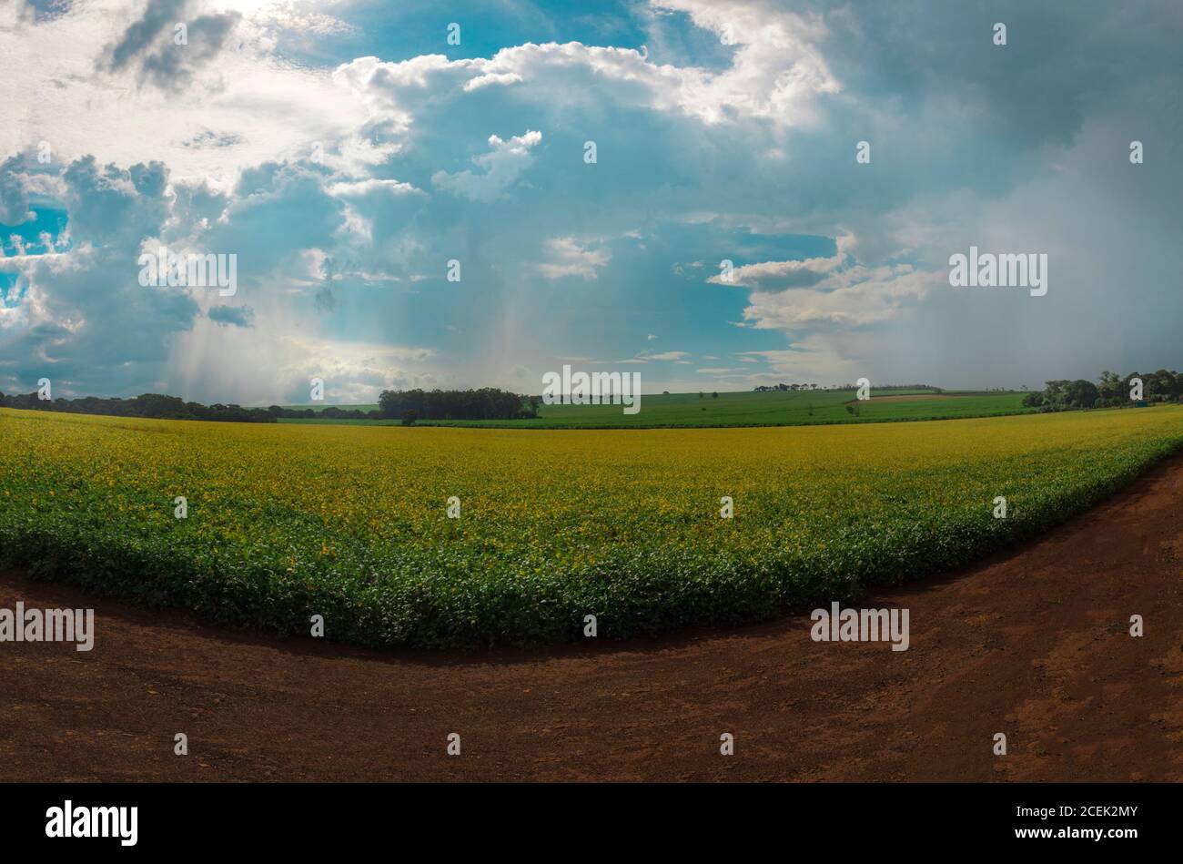 Yellow green soy field, farm plantation at summer day with cloudy sky ...