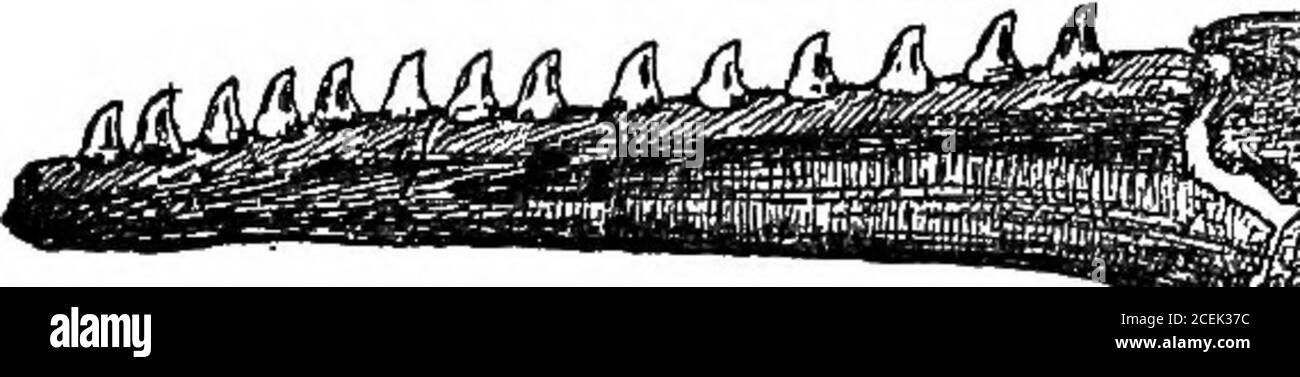 Open mandibles Black and White Stock Photos & Images - Alamy