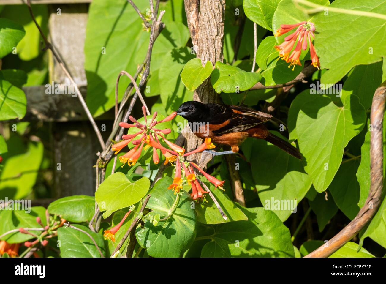 01603 hi-res stock photography and images - Alamy