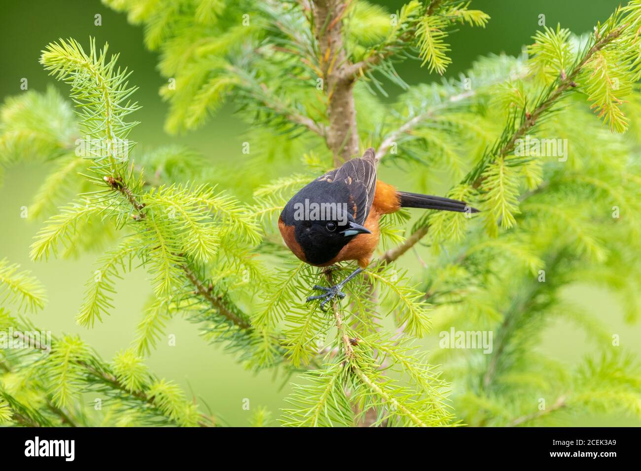 01618-01612 Orchard Oriole (Icterus spurius) male in spruce tree Marion ...