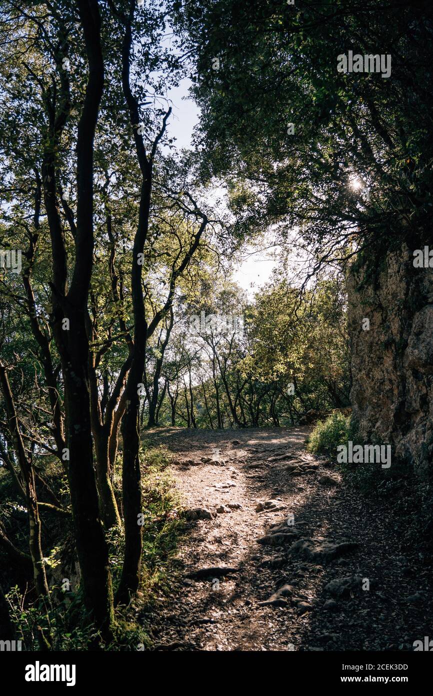 Rough rocky path going near wonderful green trees on amazing sunny day ...