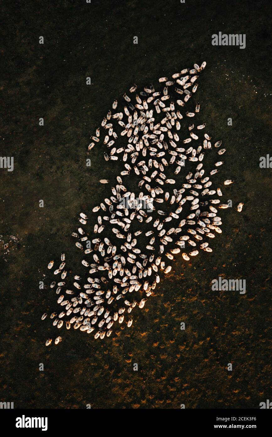 Bunch tiny shellfish lying rough rocky surface navarre hi-res stock ...