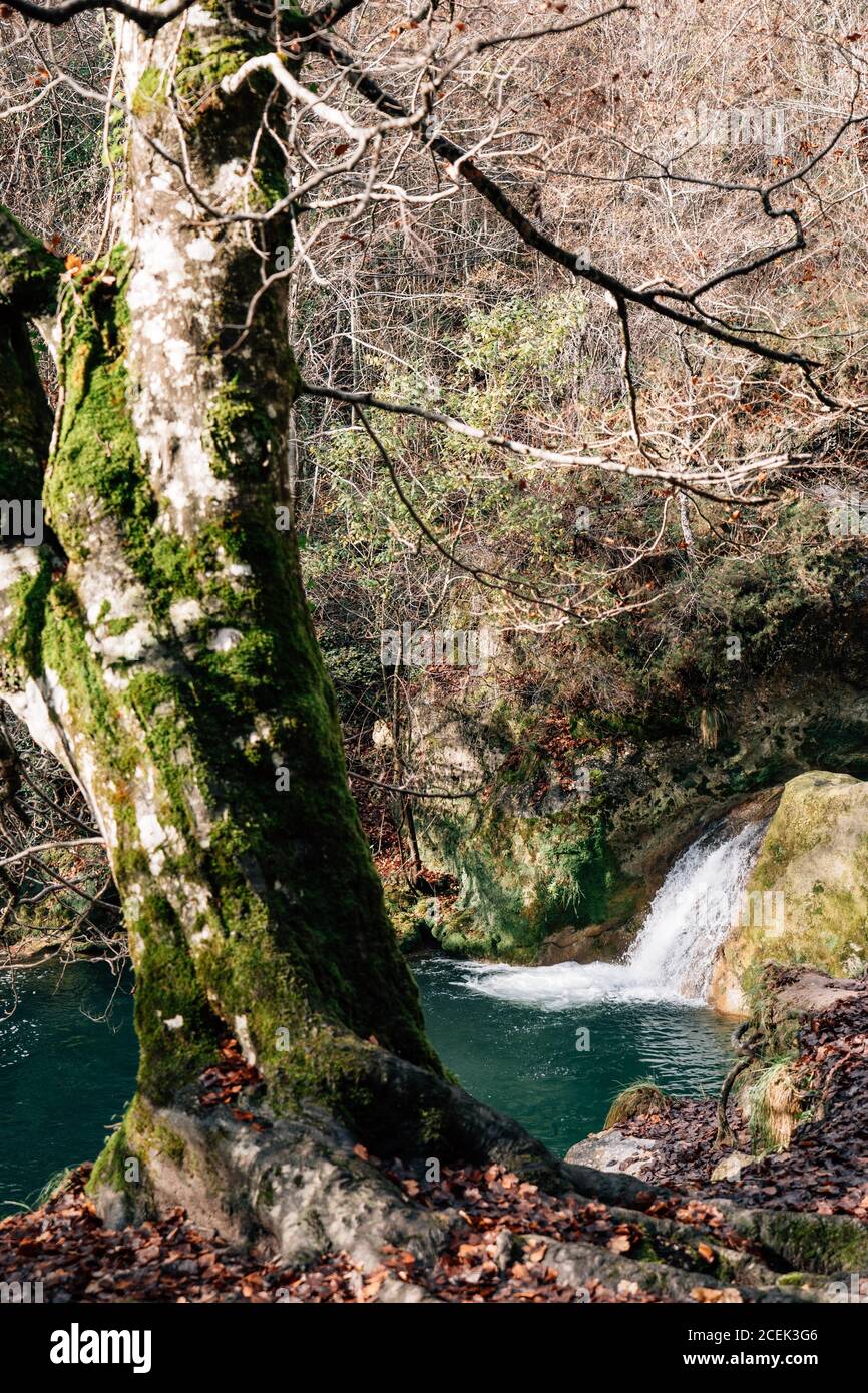 Old mossy tree growing on coast of small pond and waterfall with clean ...
