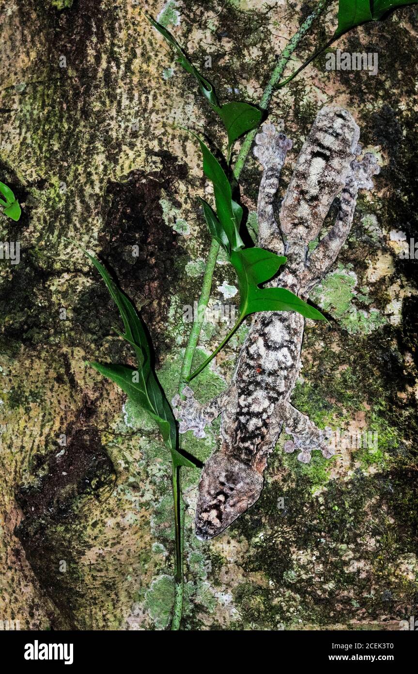 Giant leaf tail gecko hi-res stock photography and images - Alamy