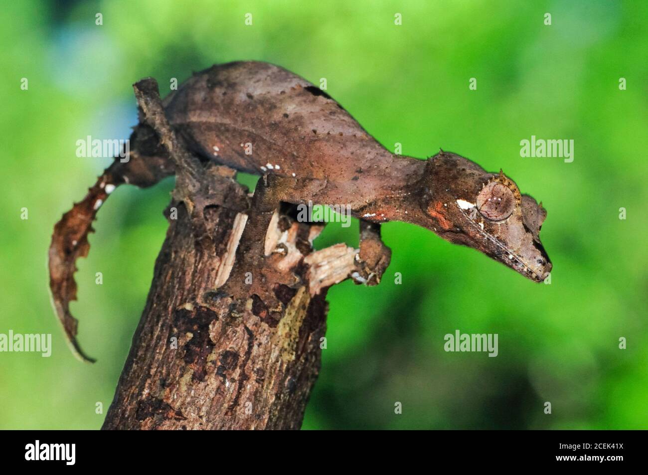 Montagne d'Ambre Leaf-Tailed Gecko, Uroplatus finiavana, Montagne d'Ambre National Park ...