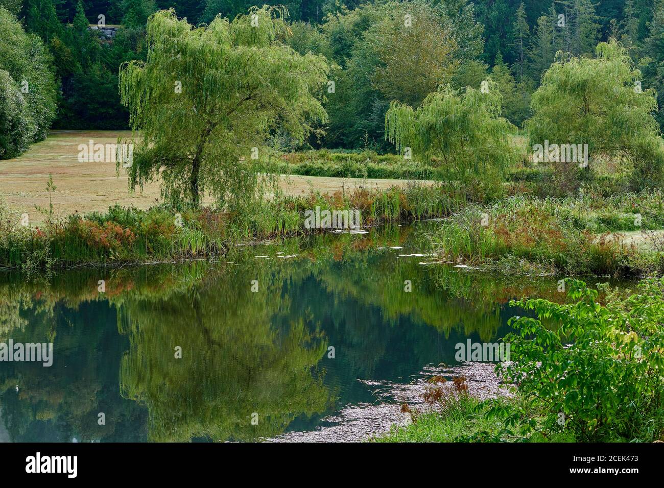 Willows trees hi-res stock photography and images - Alamy