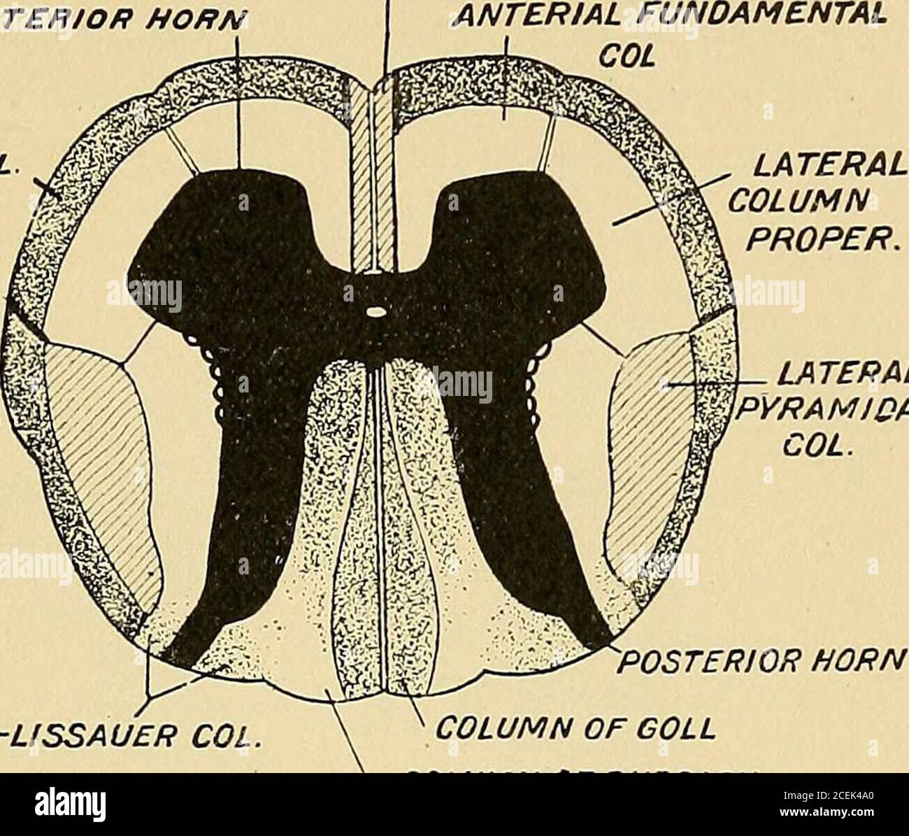 Decussation of pyramids hi-res stock photography and images - Alamy
