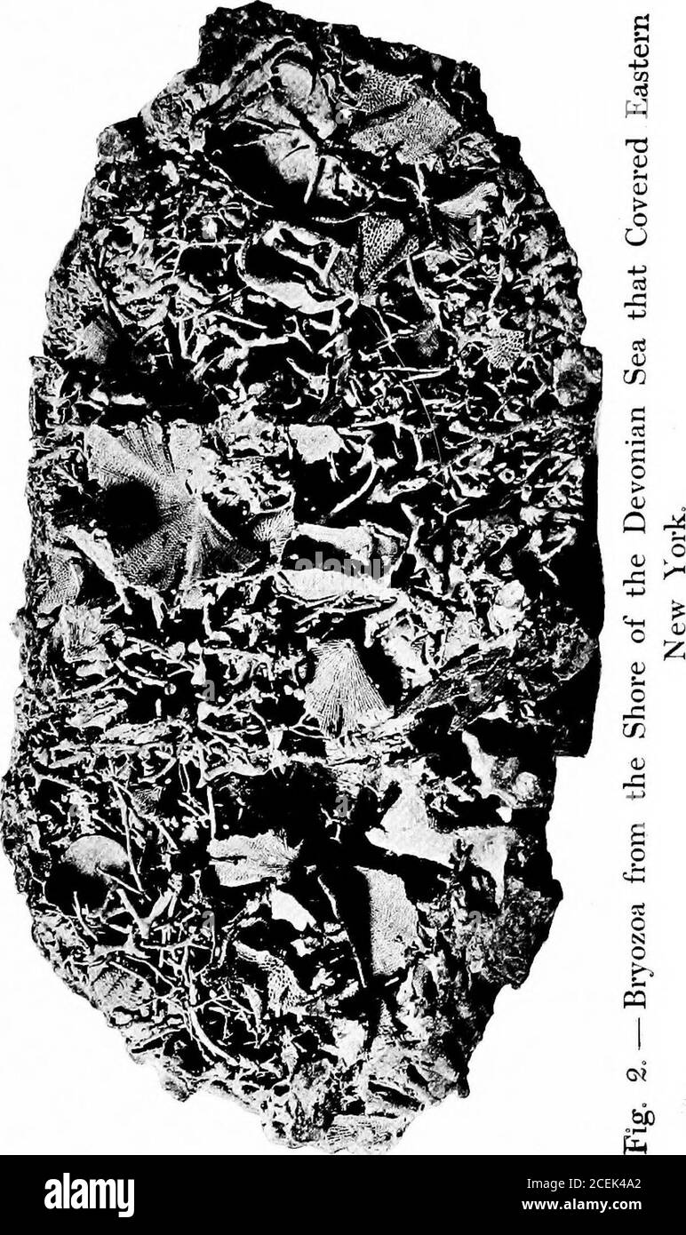 Fossilization process hi-res stock photography and images - Alamy