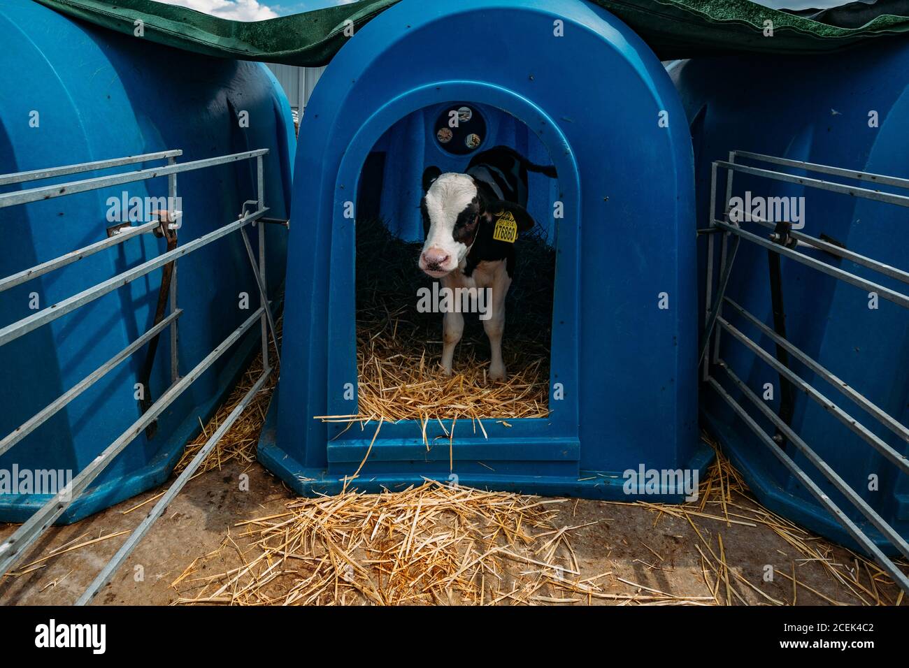 Calf house hi-res stock photography and images - Alamy