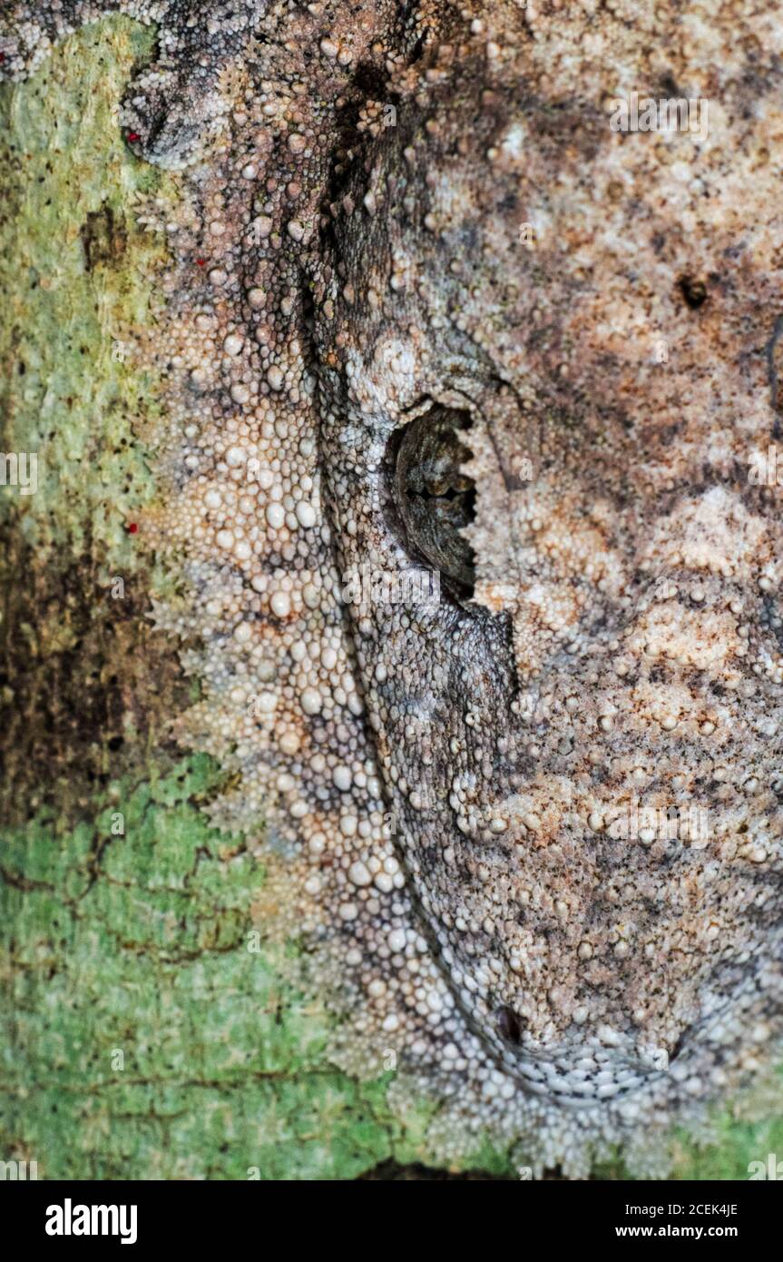 Common leaf tail gecko hi-res stock photography and images - Alamy