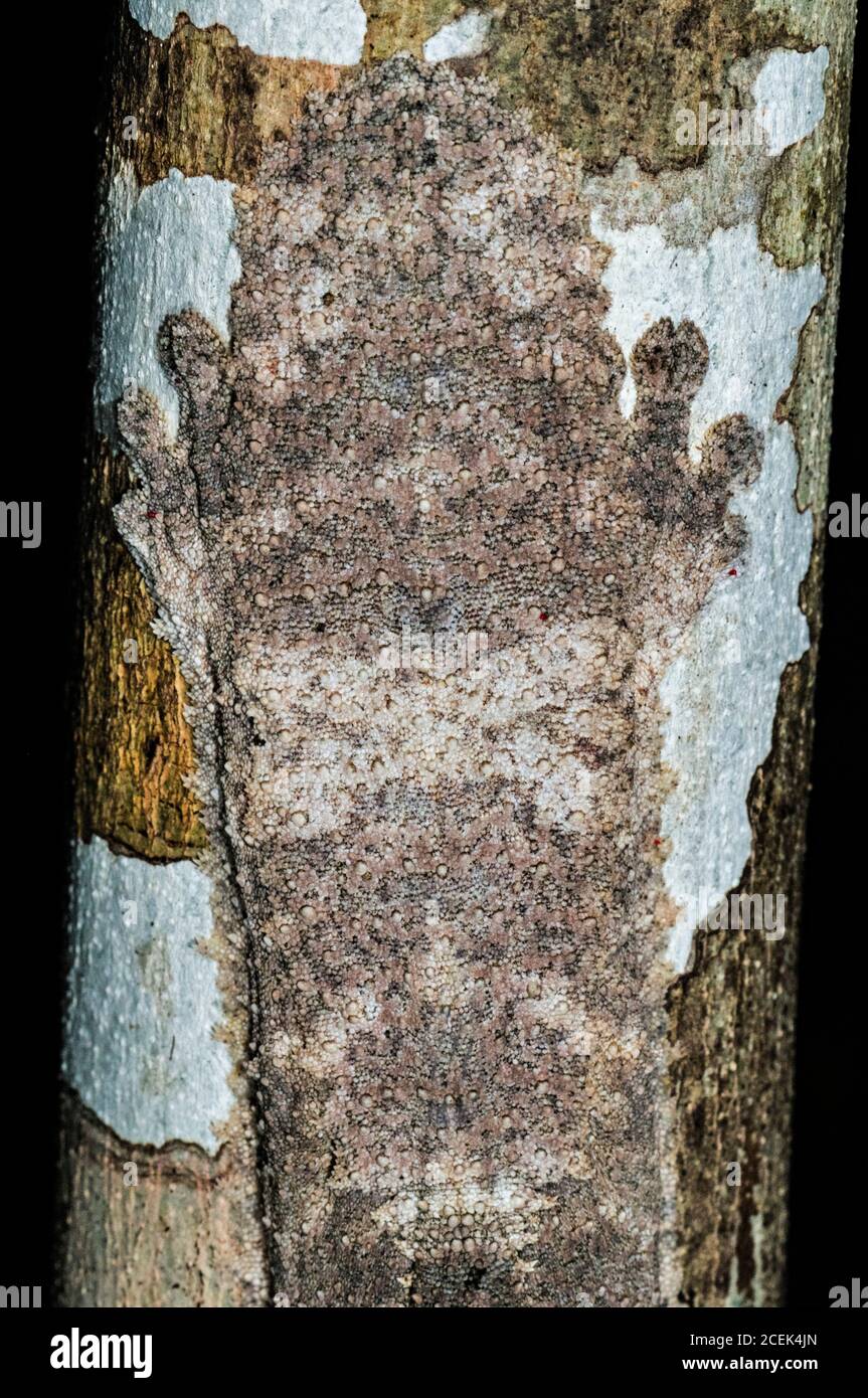 Henkels leaf tailed gecko hi-res stock photography and images - Alamy