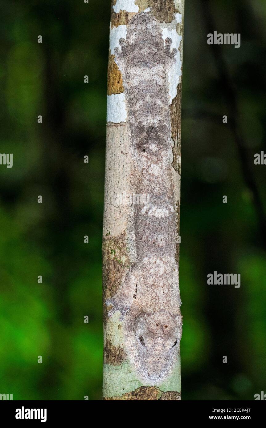 Henkels leaf tailed gecko uroplatus henkeli hi-res stock photography ...