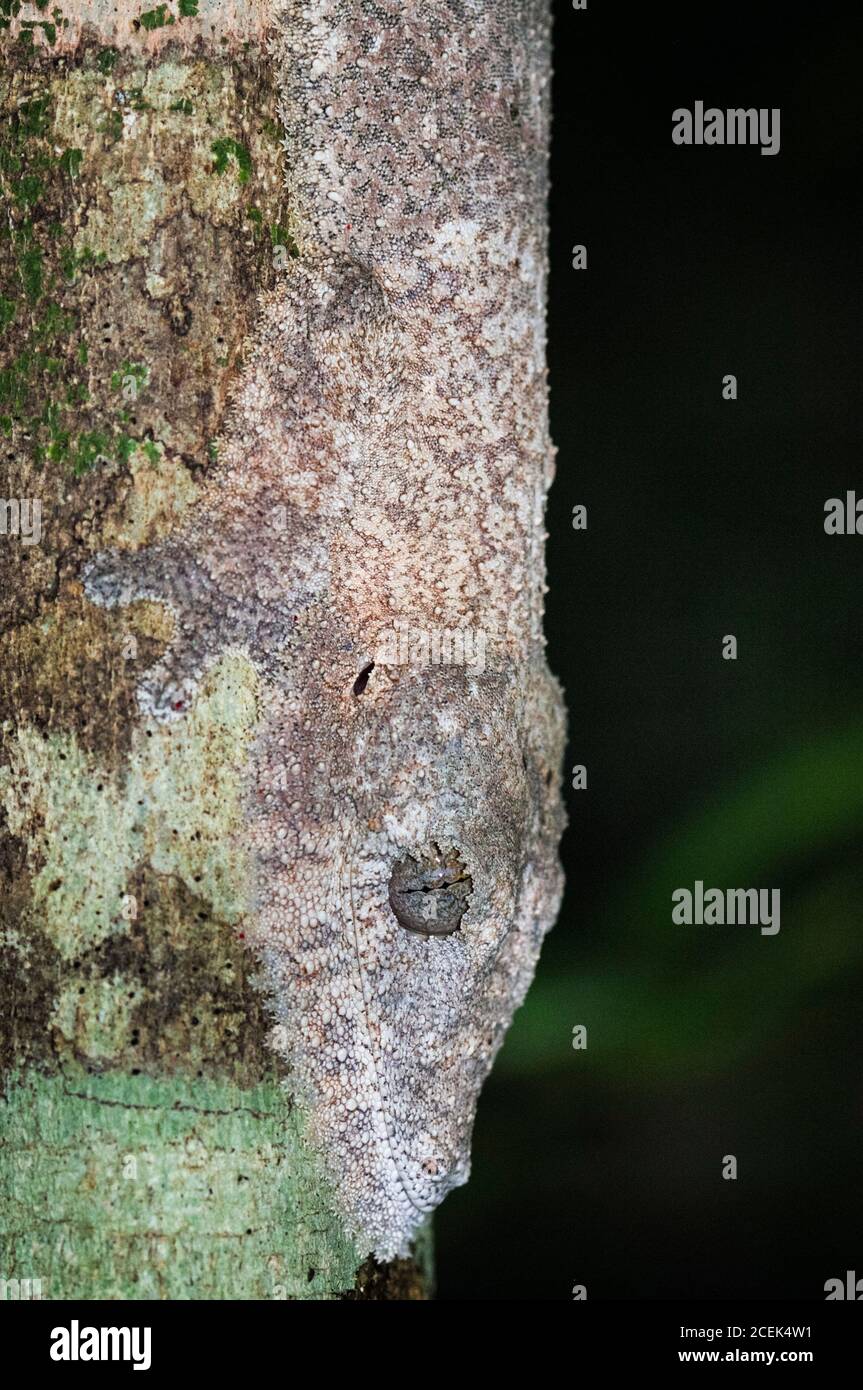 Henkels leaf tailed gecko hi-res stock photography and images - Alamy
