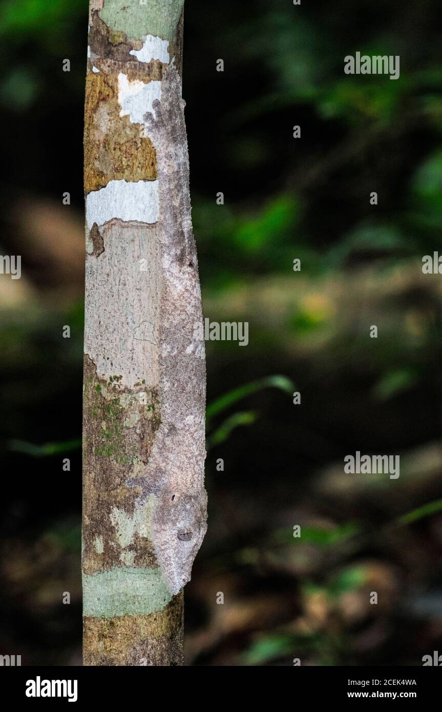 Henkels leaf tailed gecko hi-res stock photography and images - Alamy