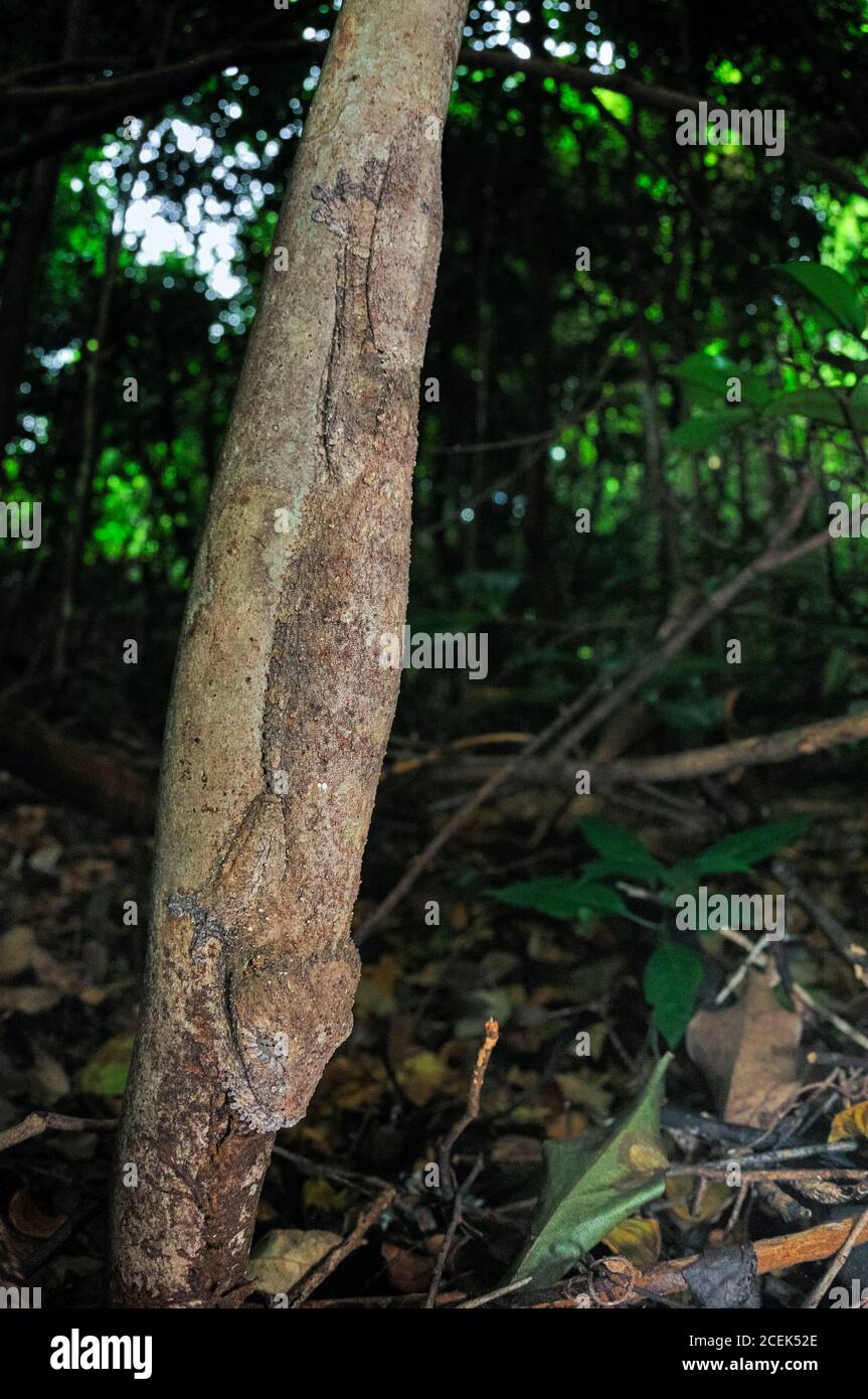 Frilled leaf tail gecko hi-res stock photography and images - Alamy