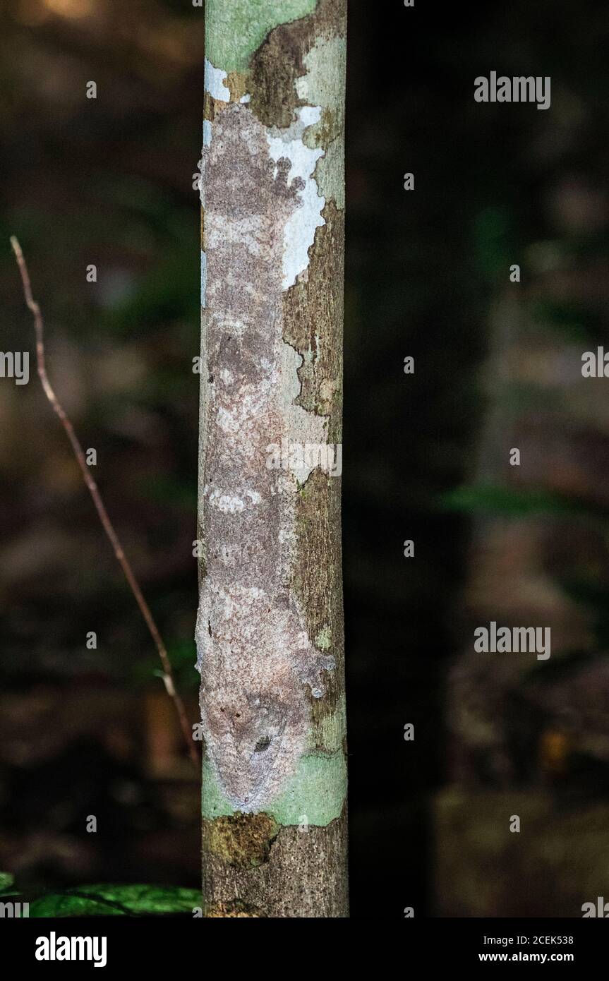 Common leaf tail gecko hi-res stock photography and images - Alamy